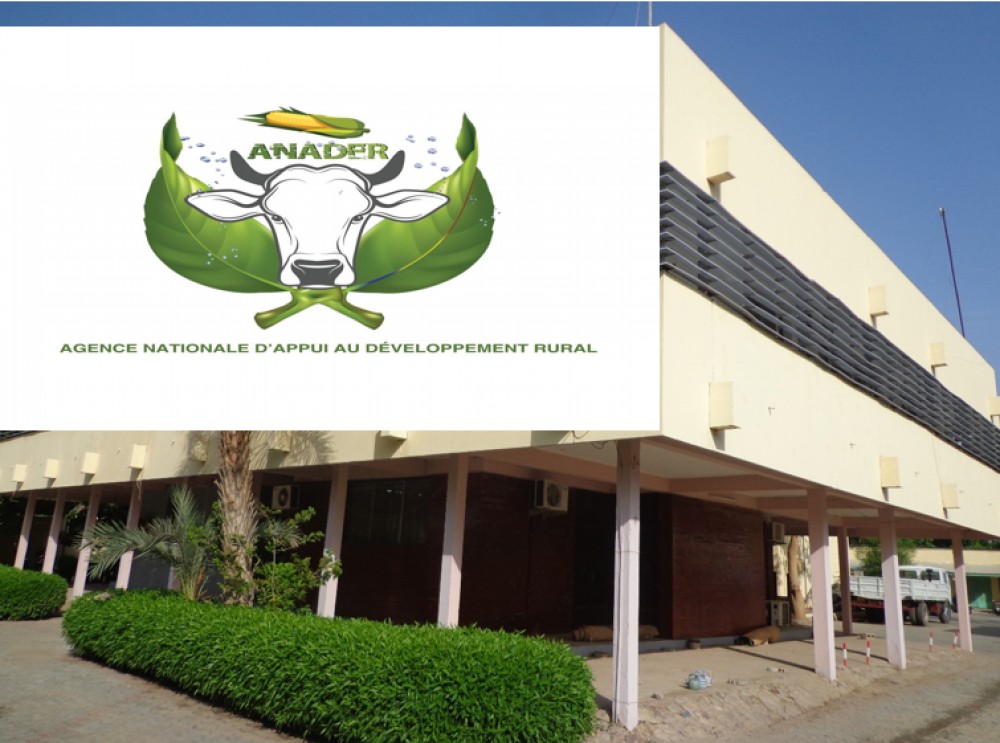 Agence Nationale d'Appui au Développement Rural - Réalisations - Tomate